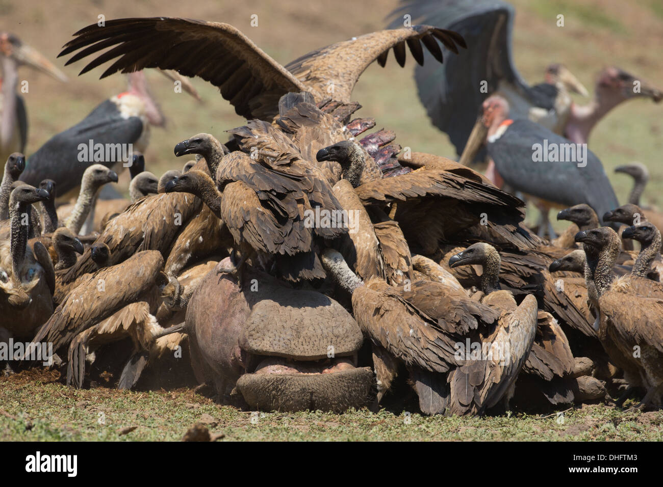 Vultures eating carcass hi-res stock photography and images - Alamy