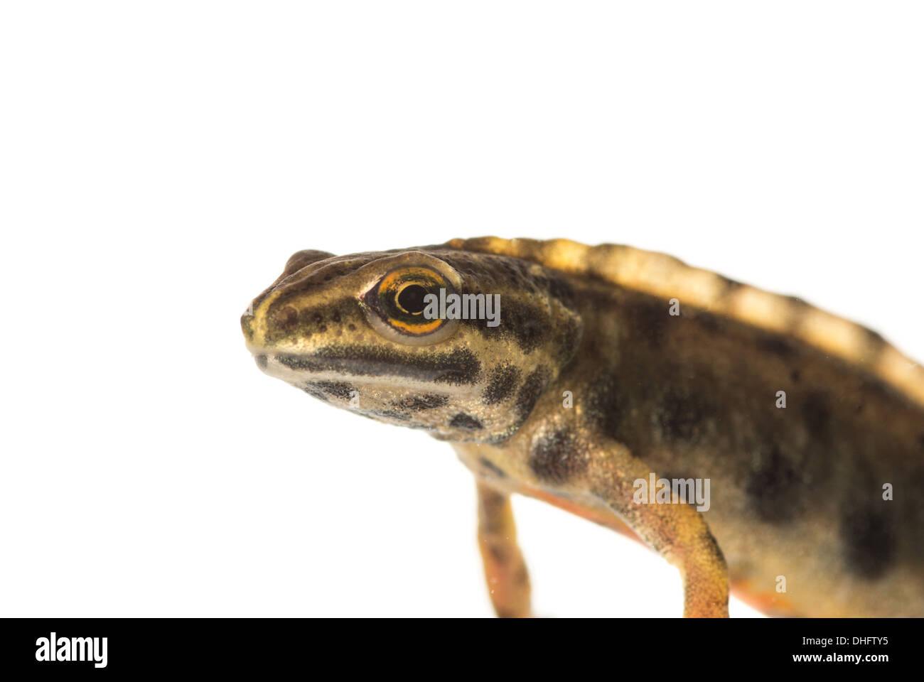 smooth newt underwater on white background Stock Photo - Alamy