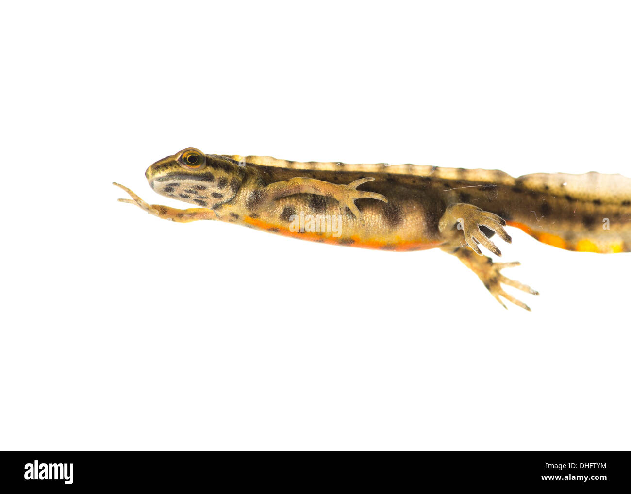 smooth newt underwater on white background Stock Photo - Alamy