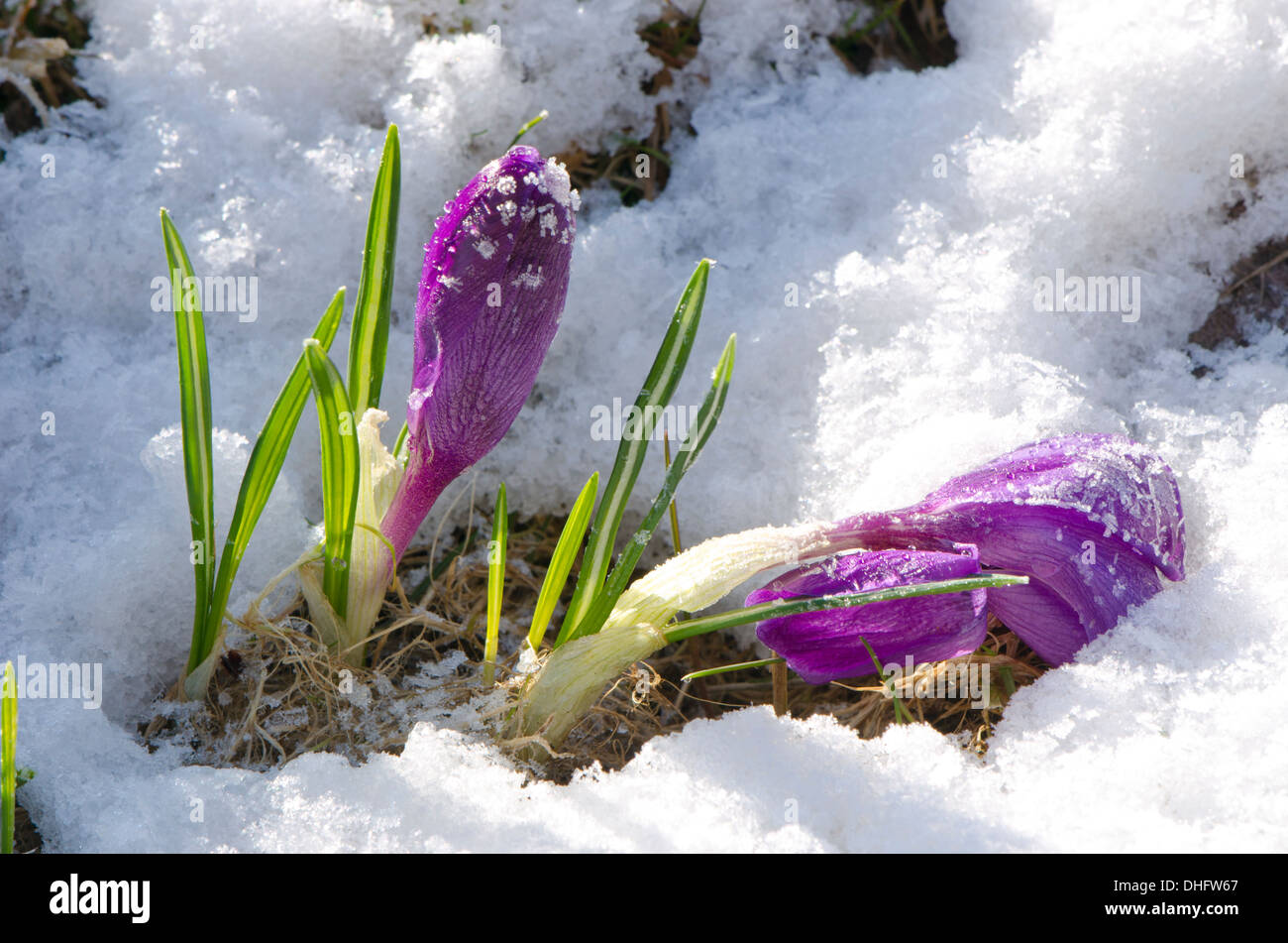 Purple spring crocuses flowers through the snow Stock Photo - Alamy