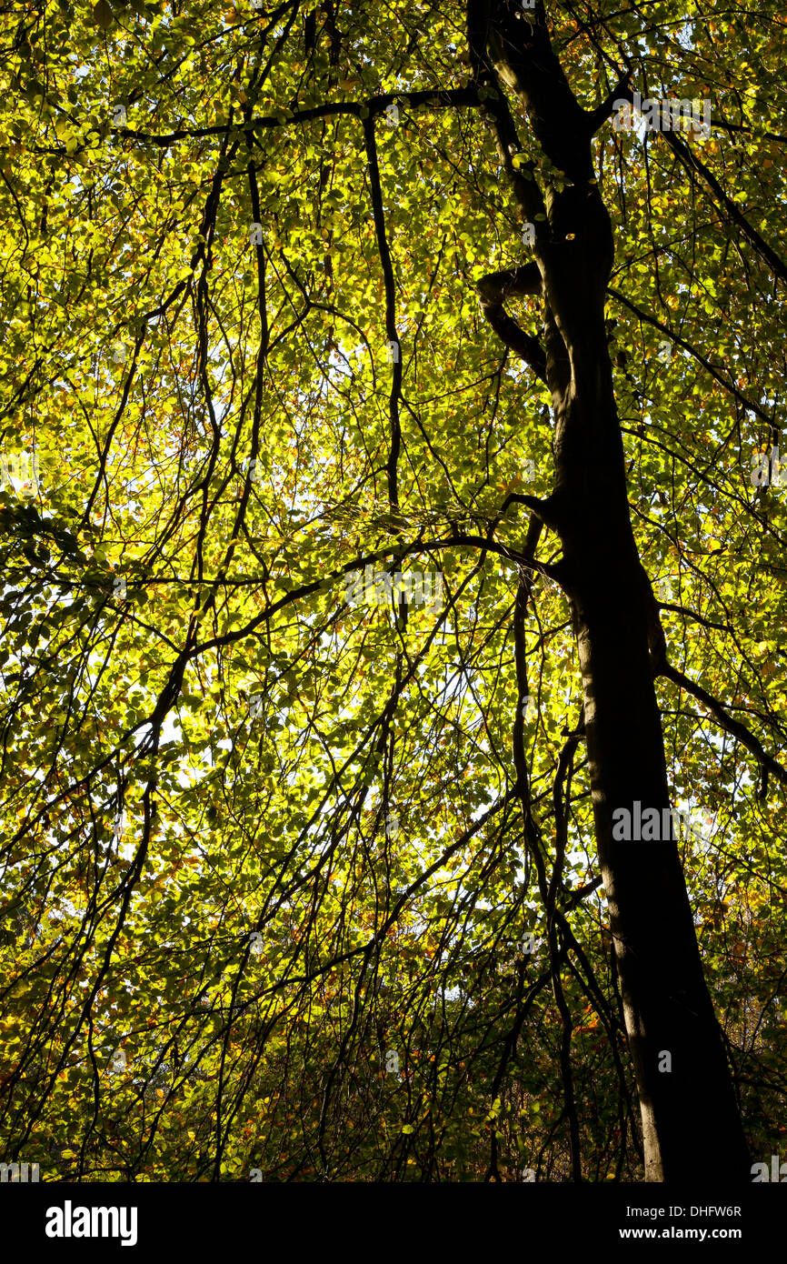 English woodland in autumn hi-res stock photography and images - Alamy