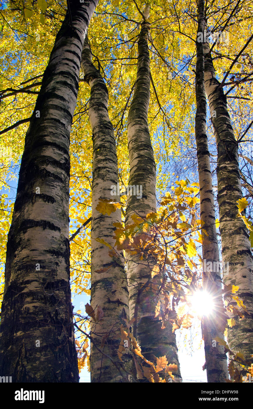 Beautiful autumn time birch forest hi-res stock photography and images ...