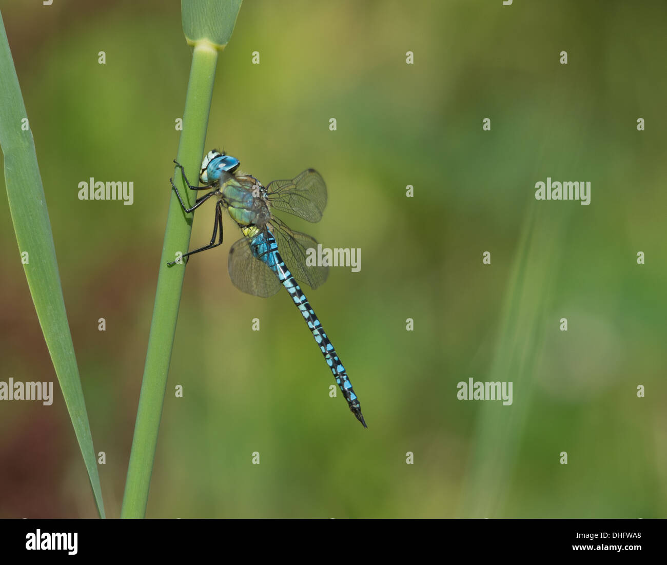 Aeshna affinis hi-res stock photography and images - Alamy