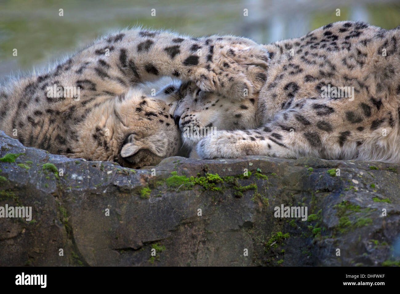 Snow leopards hi-res stock photography and images - Alamy