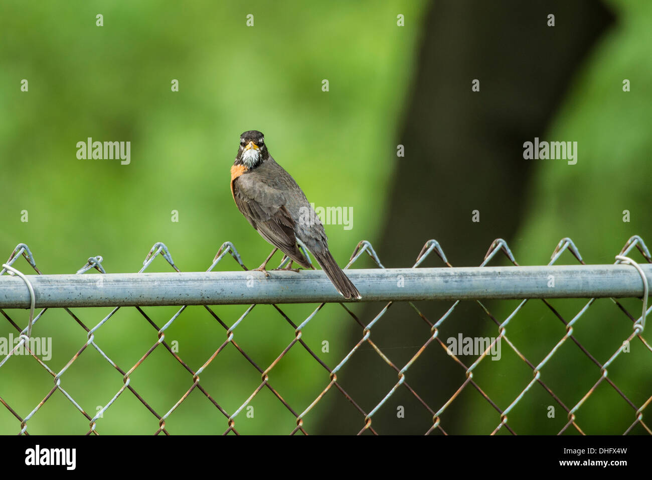 Robin fence looking at camera hi-res stock photography and images - Alamy