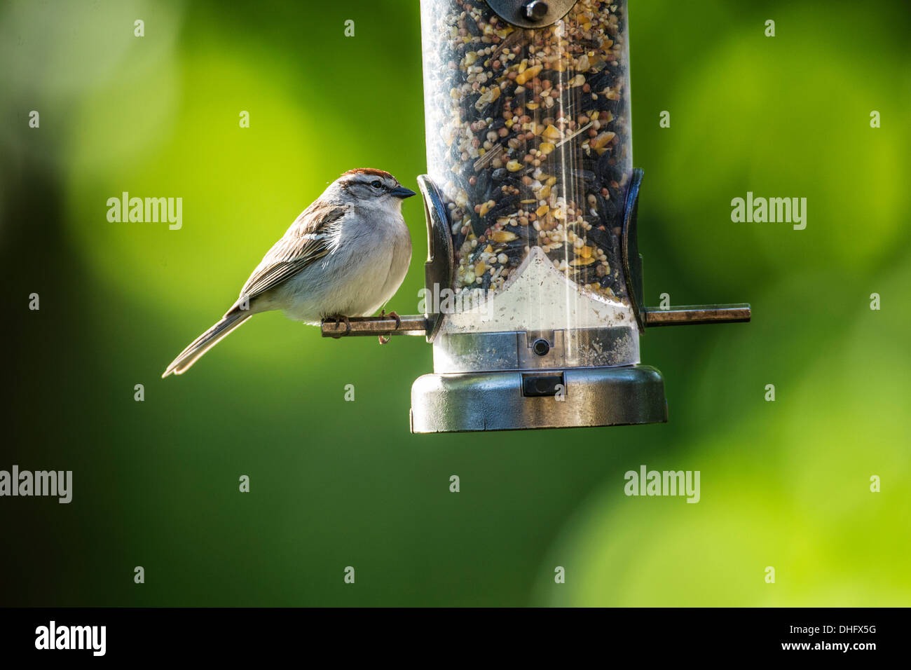 Chipping sparrow sparrow food hi-res stock photography and images - Alamy