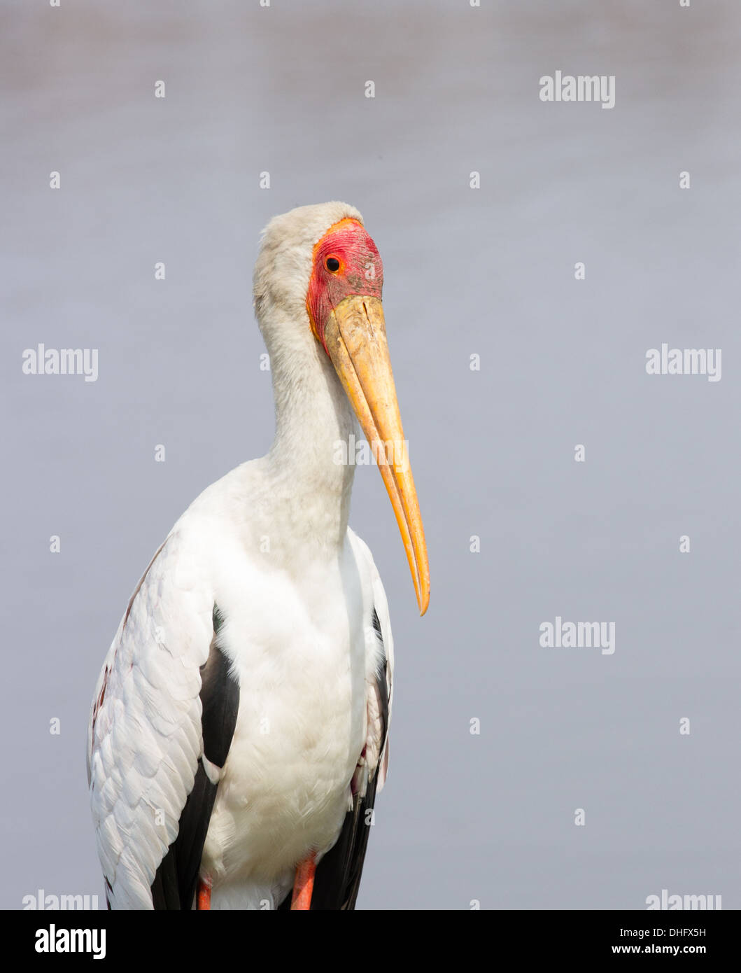 The african way hi-res stock photography and images - Alamy