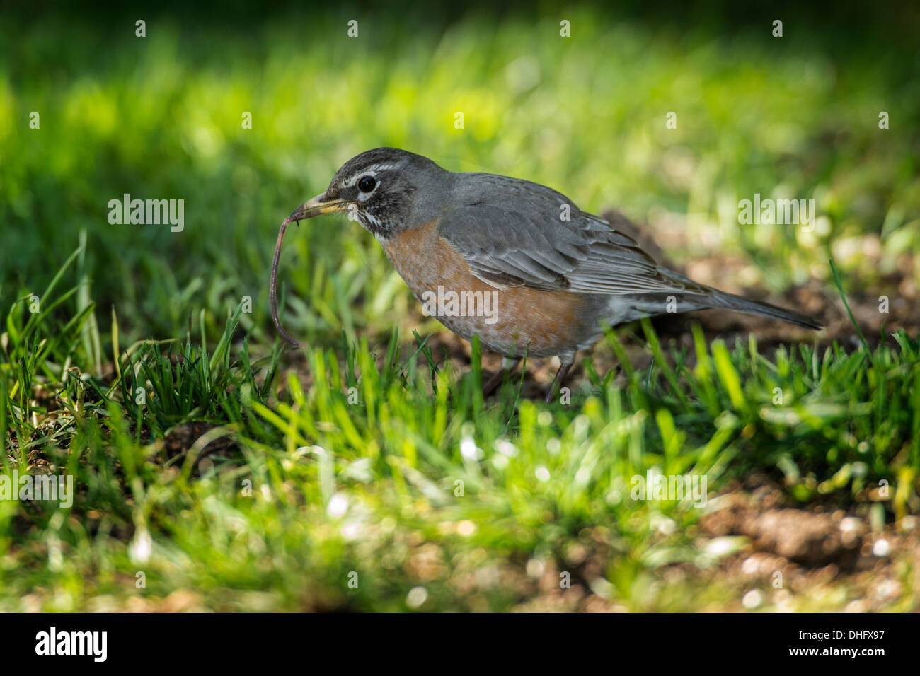 American Robin foraging in grass Stock Photo - Alamy