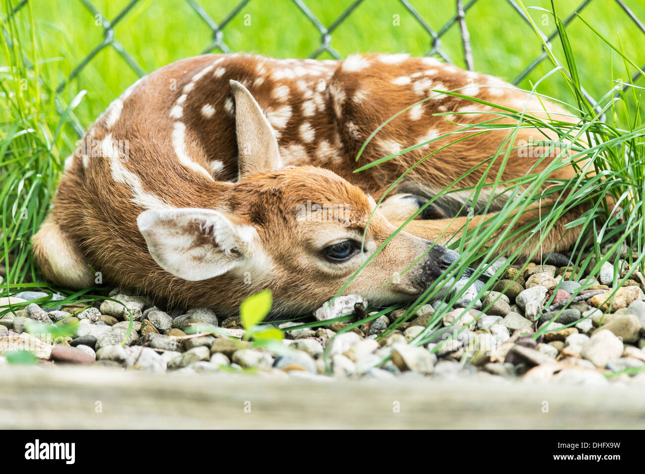 Very young White-tailed Deer fawn laying where left by mother Stock ...