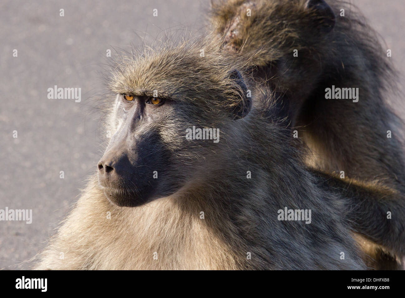 Baboons Head High Resolution Stock Photography and Images - Alamy