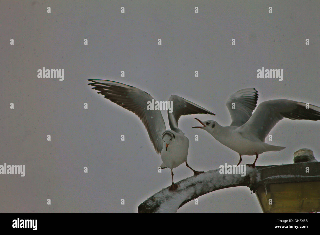 Unhappy birds hi-res stock photography and images - Alamy