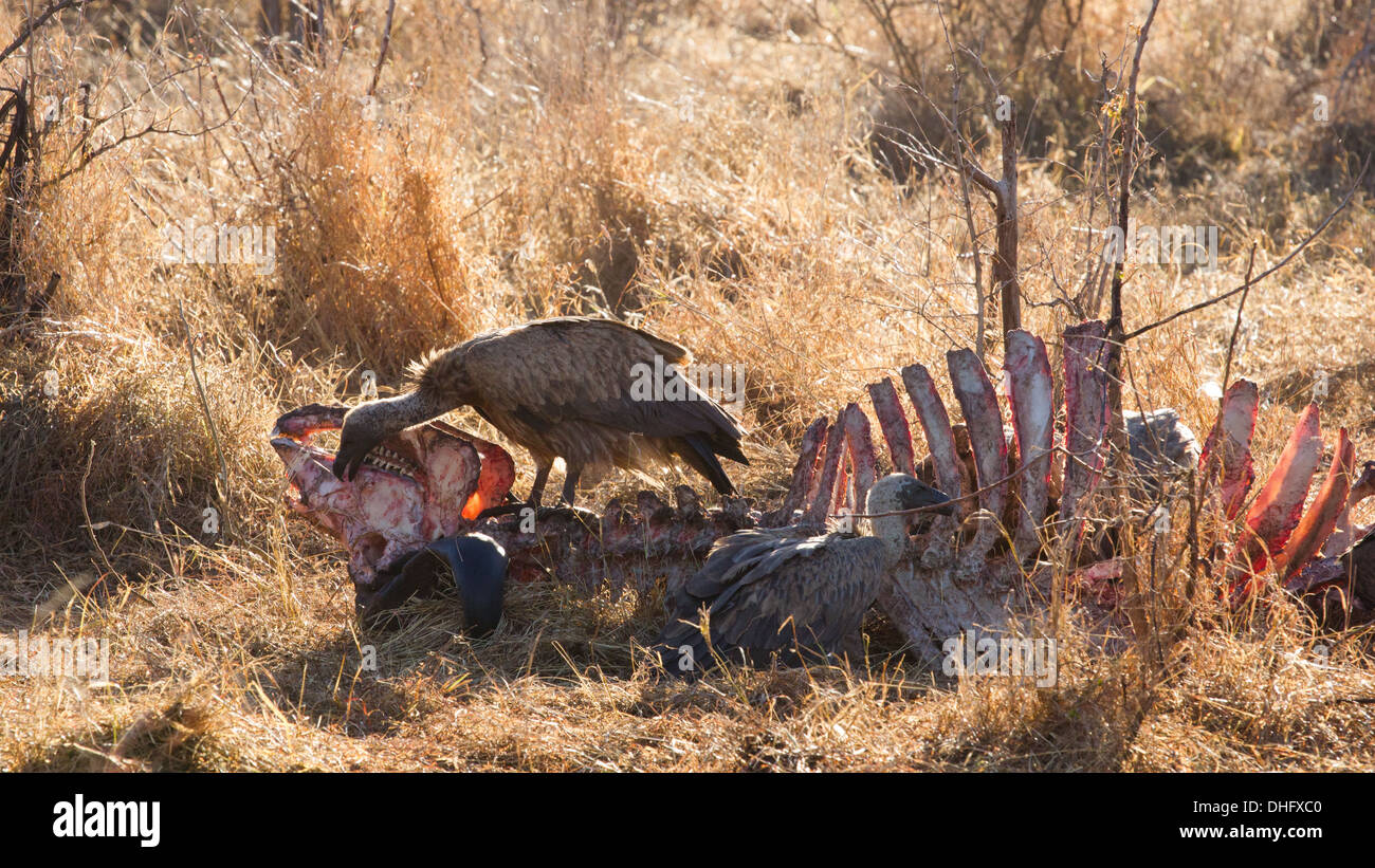 Buffalo skeleton hi-res stock photography and images - Alamy