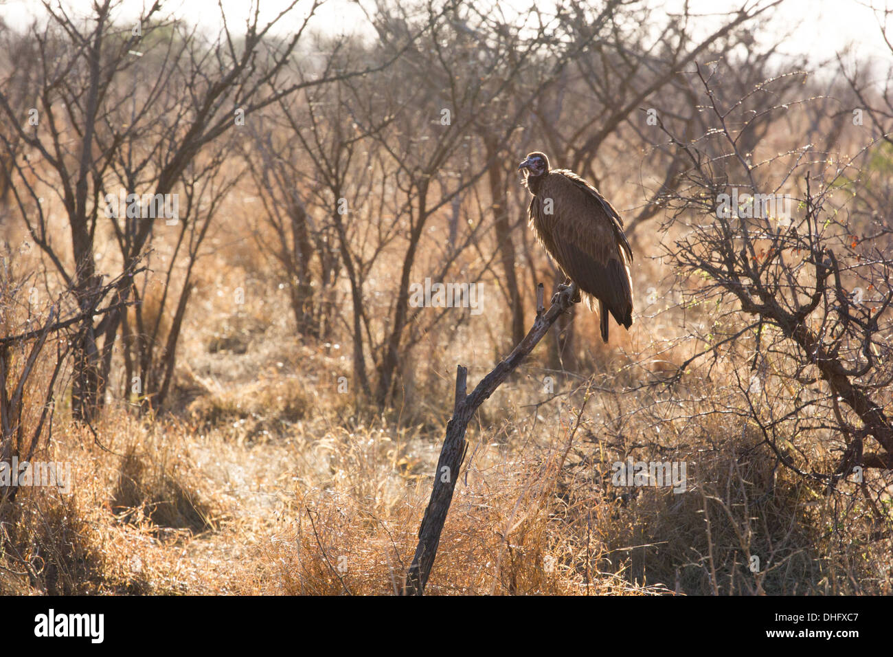 Lovely perch there. Actually it isn't a perch, it's a vulture. Boom ...