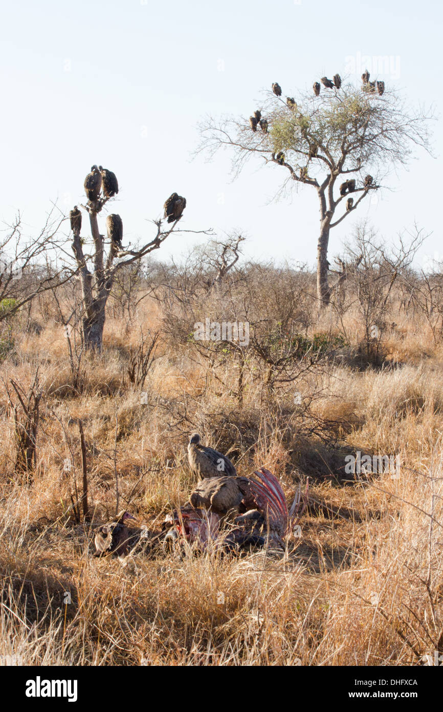 Vulture death vultures africa hi-res stock photography and images - Alamy