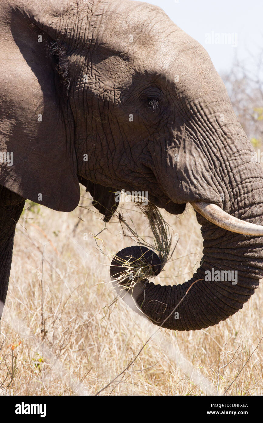 An elephant knocks the soil off the grass it eats by threshing it ...