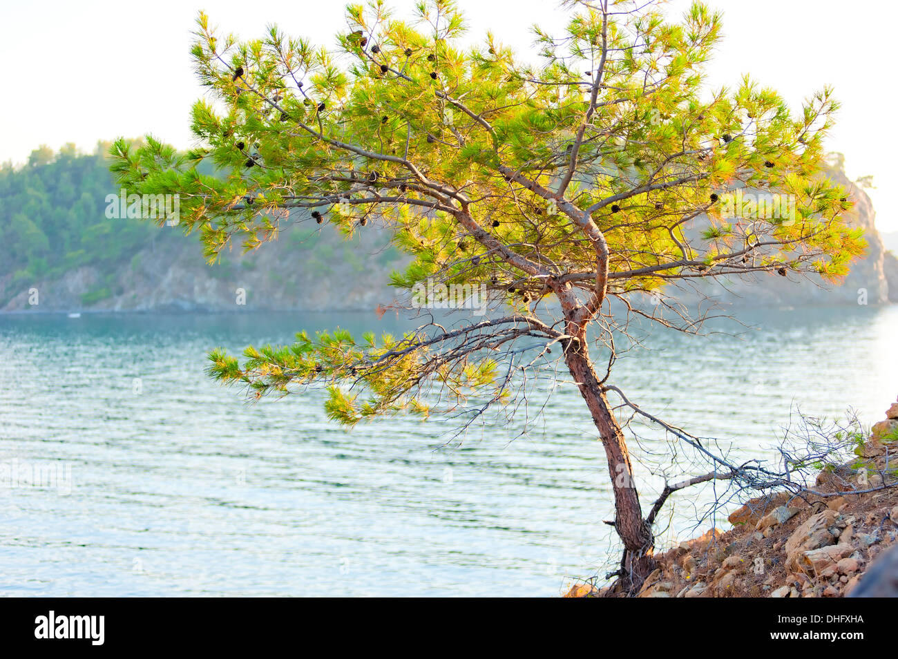 Tree growing on edge cliff hi-res stock photography and images - Alamy