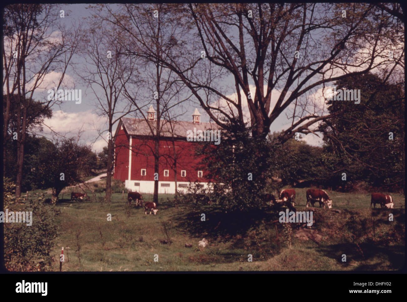 CATTLE GRAZING ON A PRIVATELY OWNED FARM ALONG THE AKRON-PENINSULA ROAD ...
