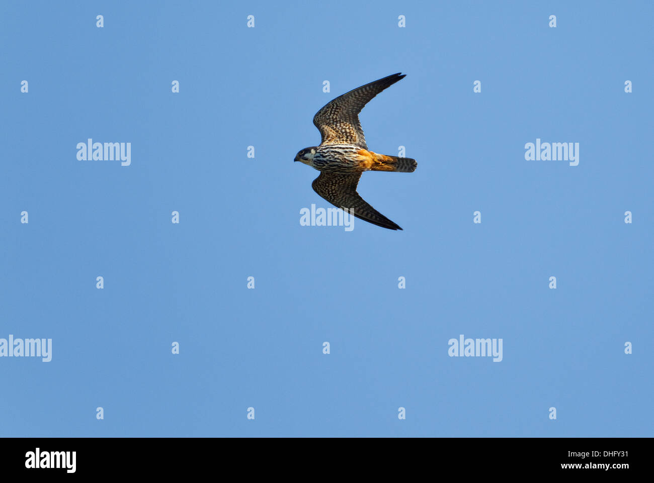 Adult Eurasian Hobby (Falco subbuteo) in flight Stock Photo - Alamy