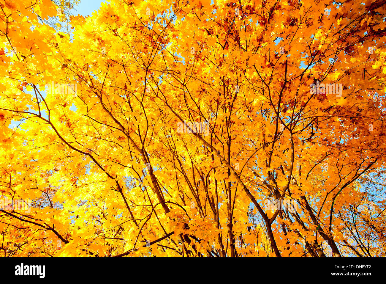 Maple yellow hi-res stock photography and images - Alamy