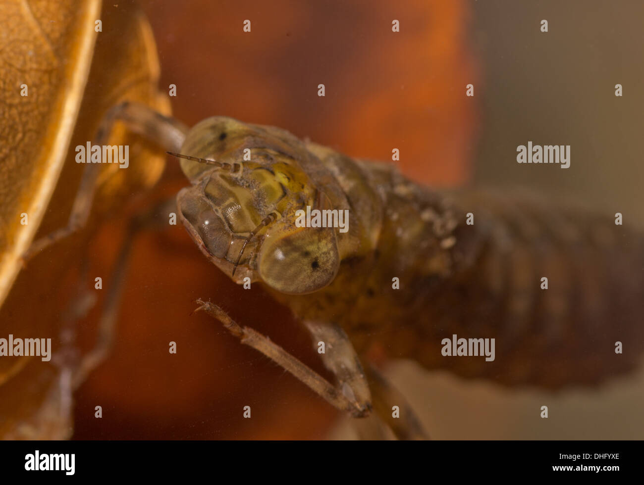 hawker dragonfly nymph taken underwater in aquarium Stock Photo - Alamy