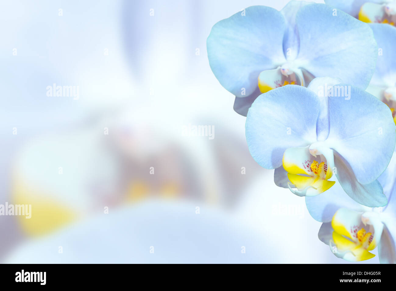 Delicate orchids with blue flowers on blurred ilght background Stock ...