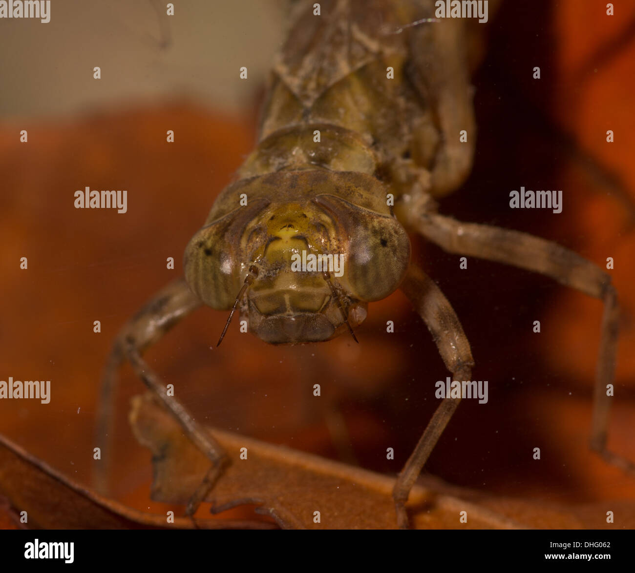 hawker dragonfly nymph taken underwater in aquarium Stock Photo - Alamy