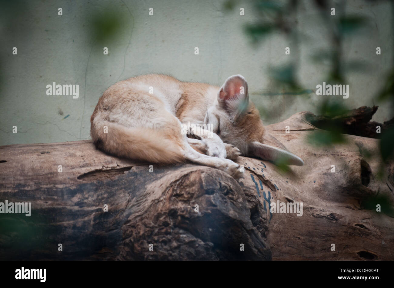 Fox in zoo hi-res stock photography and images - Alamy
