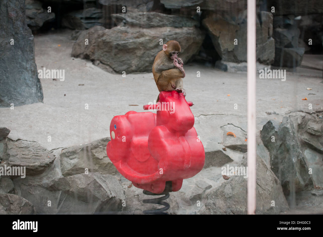 Macaca mulatta monkey commonly known as Rhesus macaque or Nazuri monkey ...