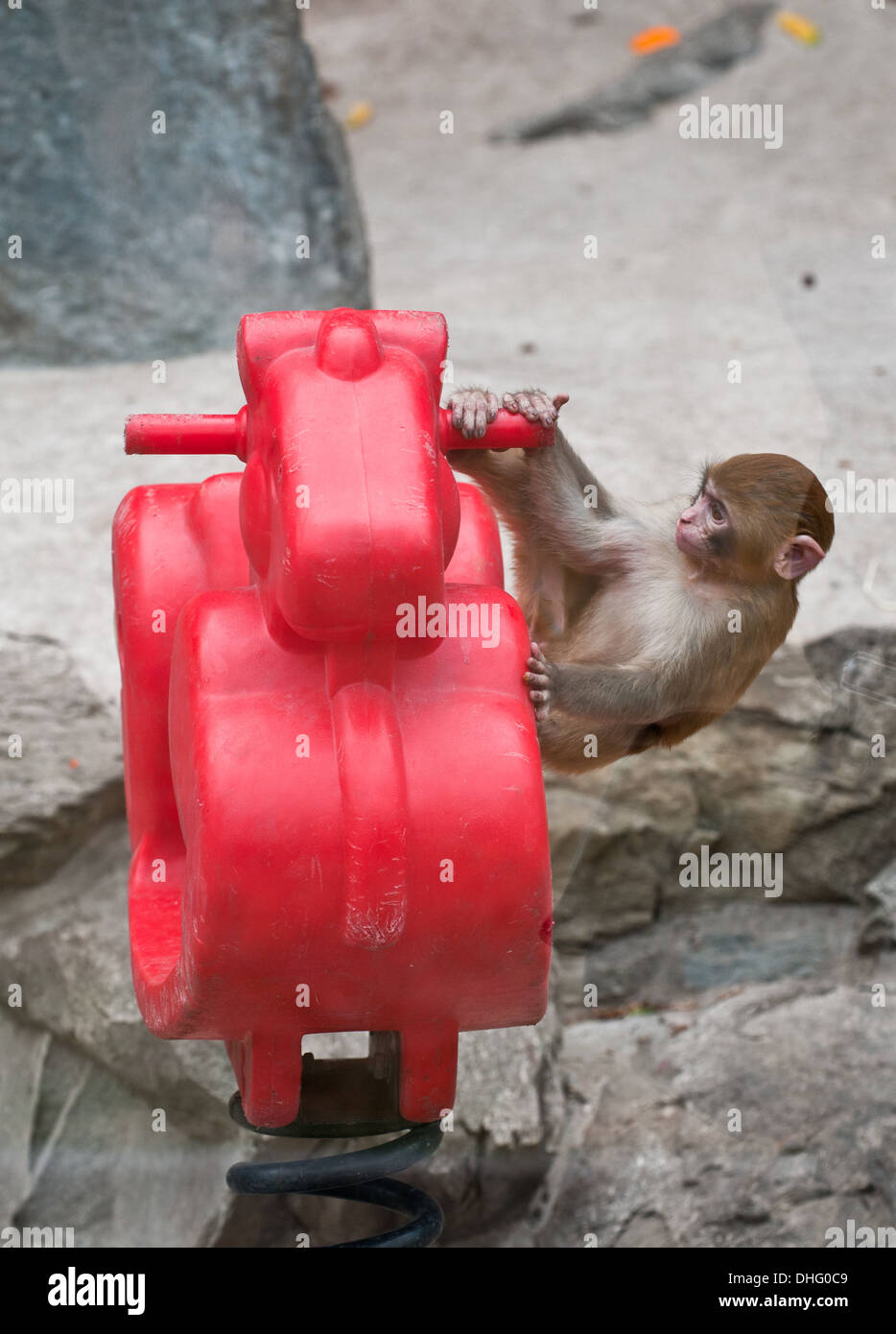 Monkey playing toy hi-res stock photography and images - Alamy