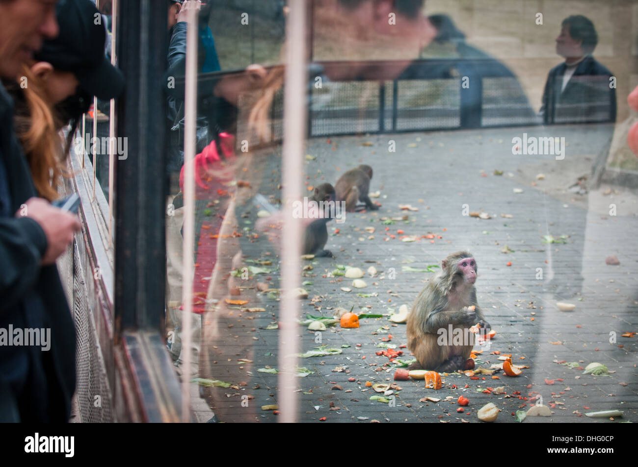 Macaca mulatta monkey commonly known as Rhesus macaque or Nazuri monkey ...