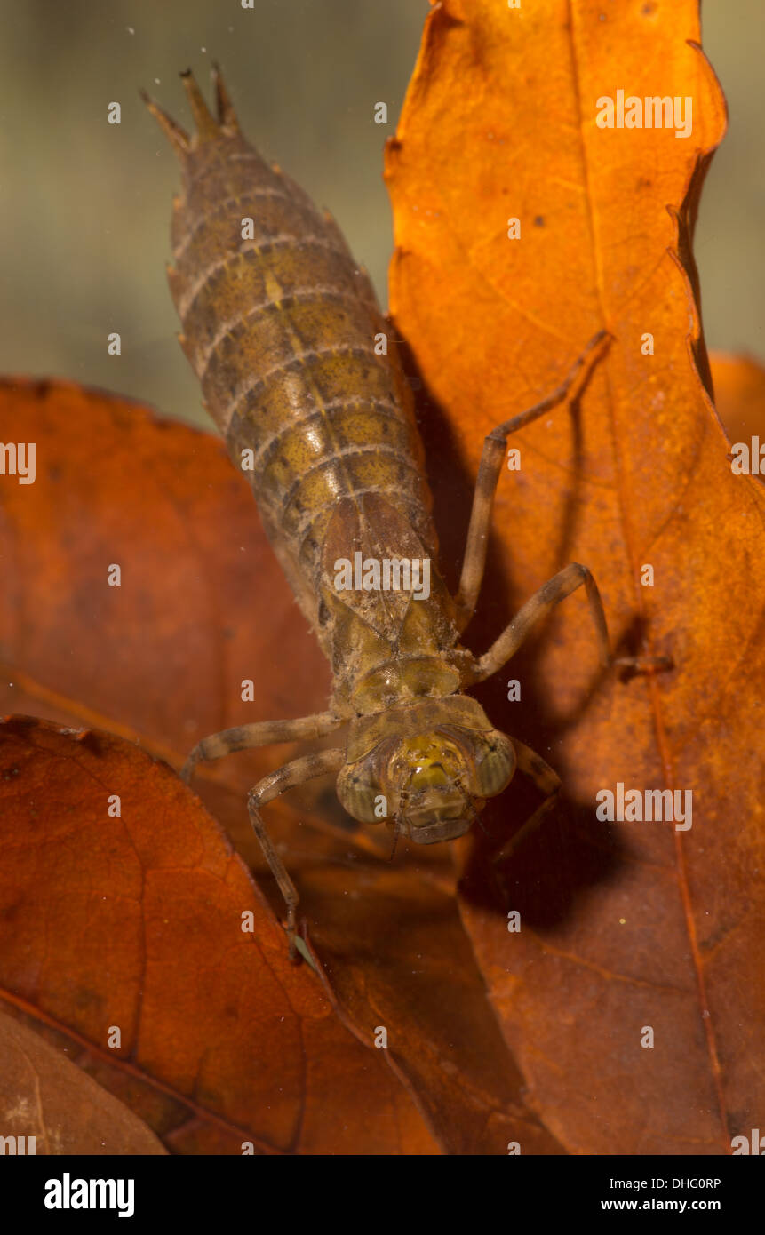 hawker dragonfly nymph taken underwater in aquarium Stock Photo - Alamy