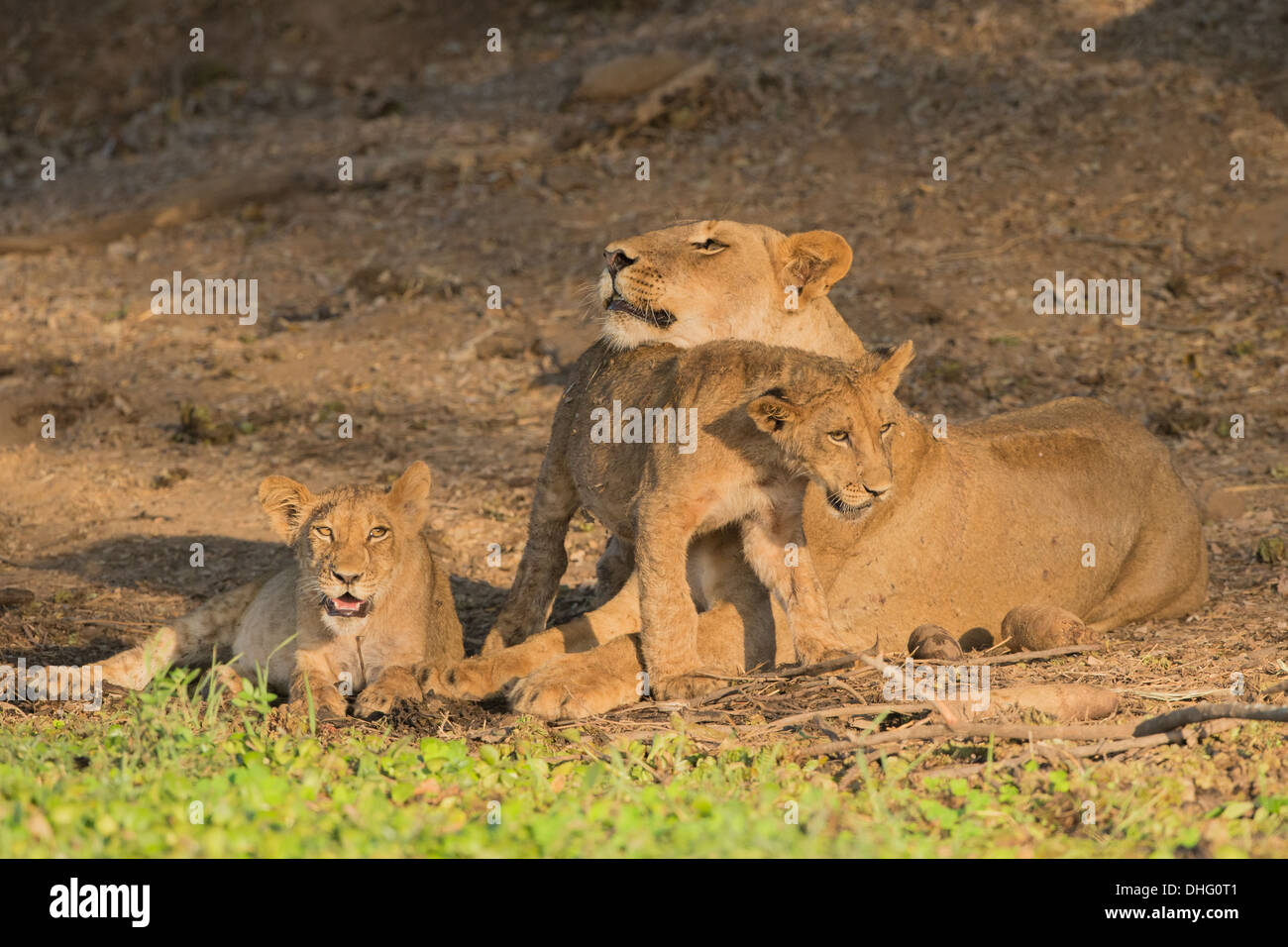 Lioness with cubs Stock Photo - Alamy