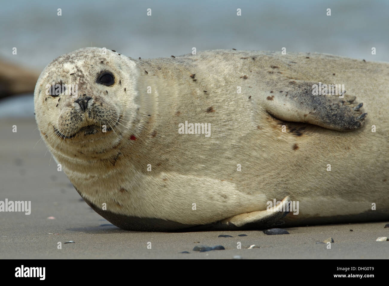 Lying insects hi-res stock photography and images - Alamy