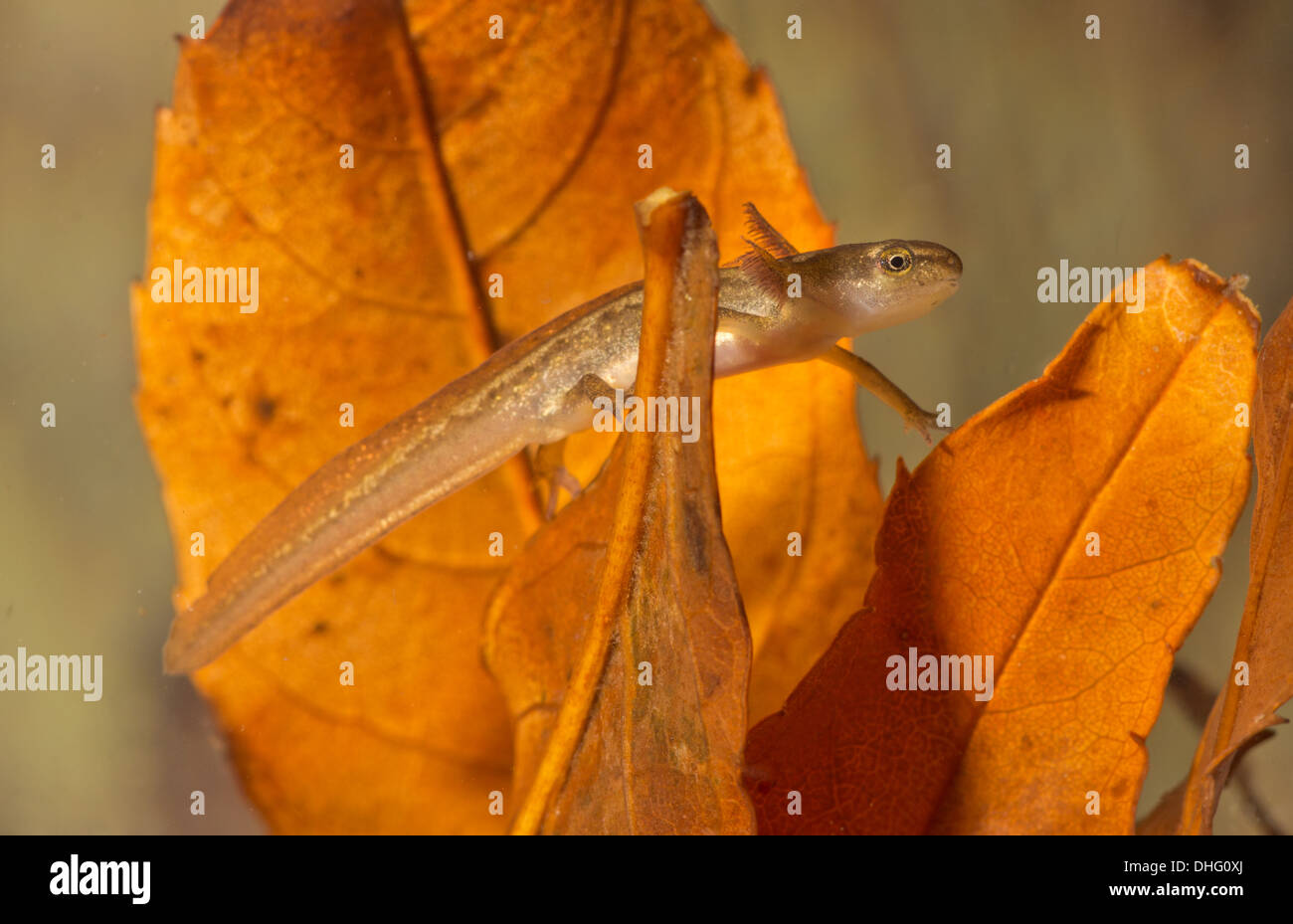Tadpole gills hi-res stock photography and images - Alamy