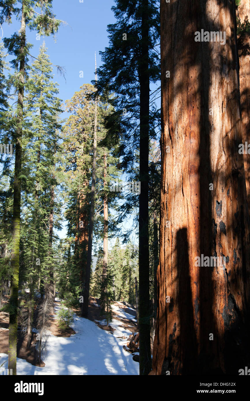 The Congress Trail, Sequoia National Park, California, U.S.A Stock ...