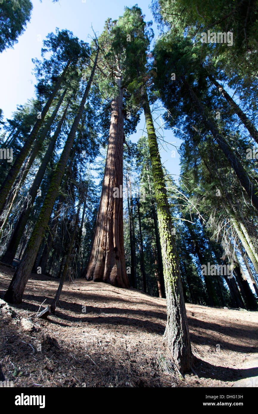 The Congress Trail, Sequoia National Park, California, U.S.A Stock ...