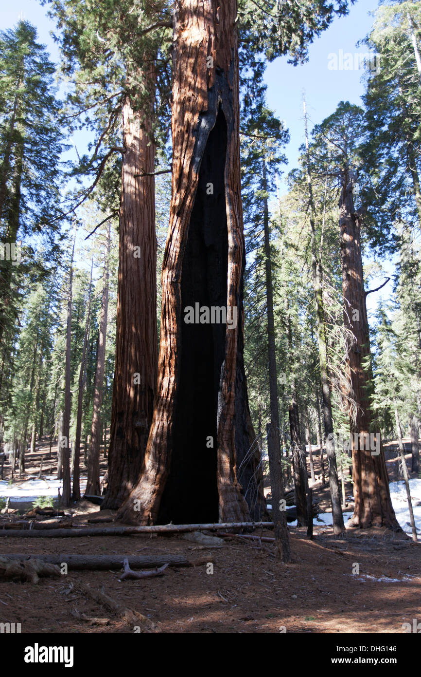The Congress Trail, Sequoia National Park, California, U.S.A Stock ...