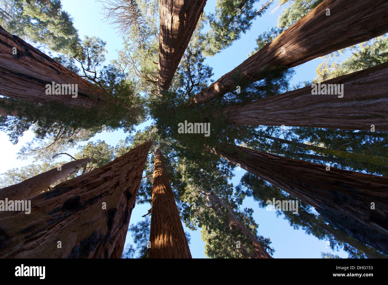 The Senate Group trees on The Congress Trail, Sequoia National Park ...