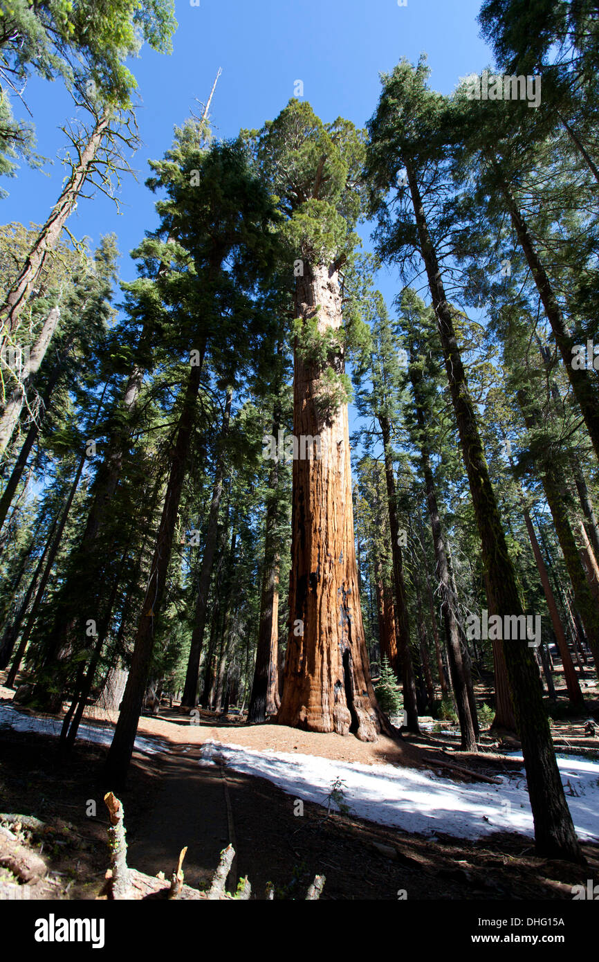 The Congress Trail, Sequoia National Park, California, U.S.A Stock ...