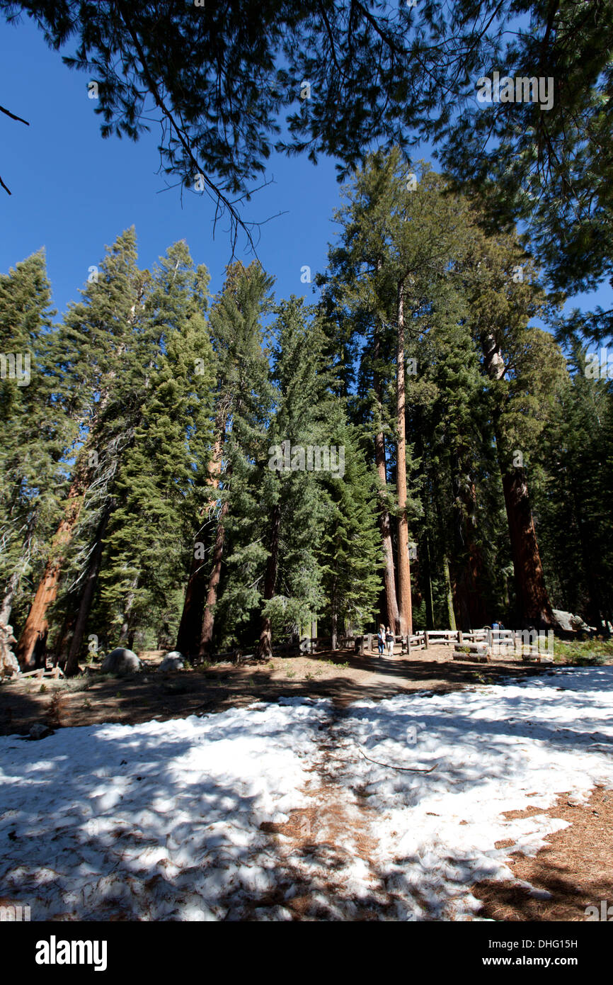 The Congress Trail, Sequoia National Park, California, U.S.A Stock ...