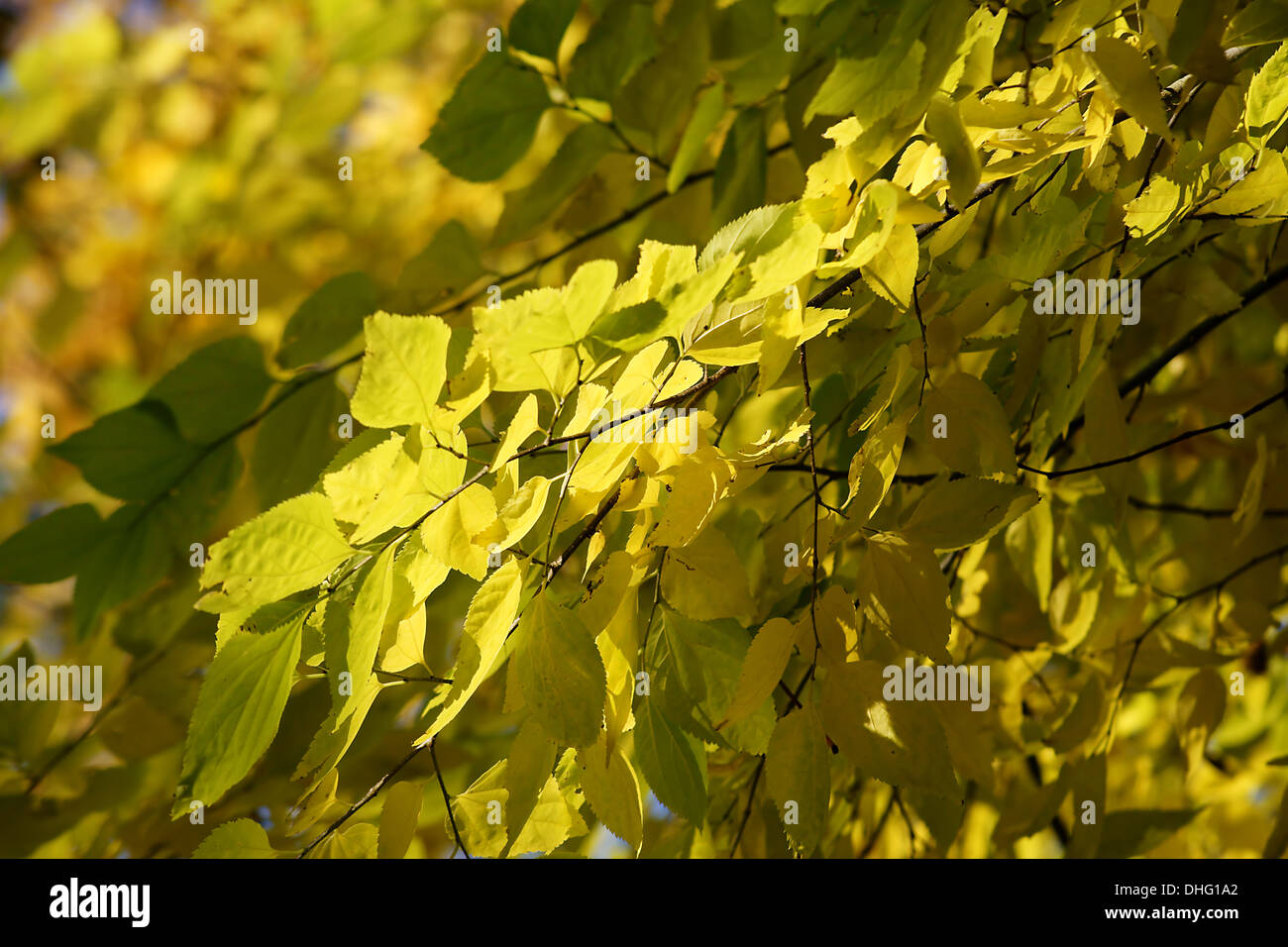 Birch leaves in autumn Stock Photo - Alamy