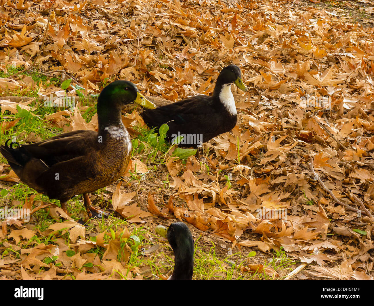 Three Ducks at autumn leaves Stock Photo - Alamy