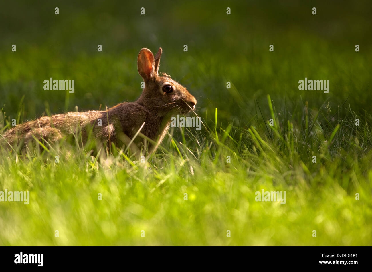 Alert rabbit in a lawn Stock Photo - Alamy