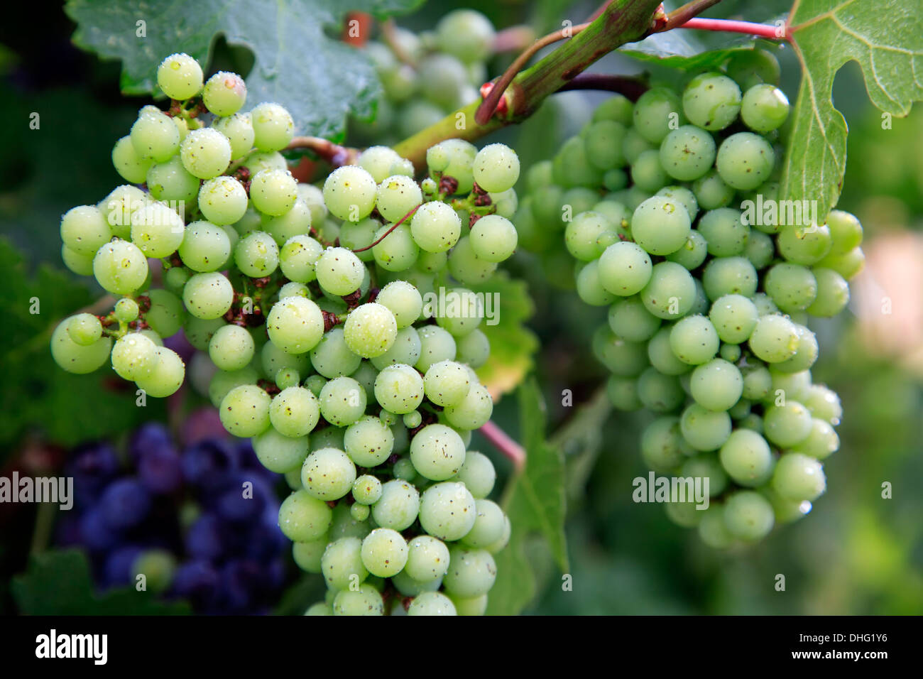 American grapes hi-res stock photography and images - Alamy