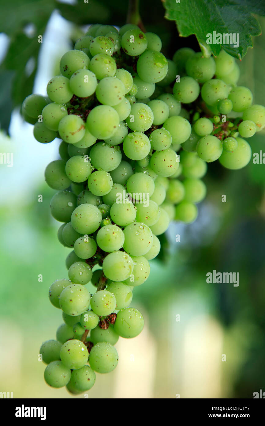 Healthy grape vines hi-res stock photography and images - Alamy