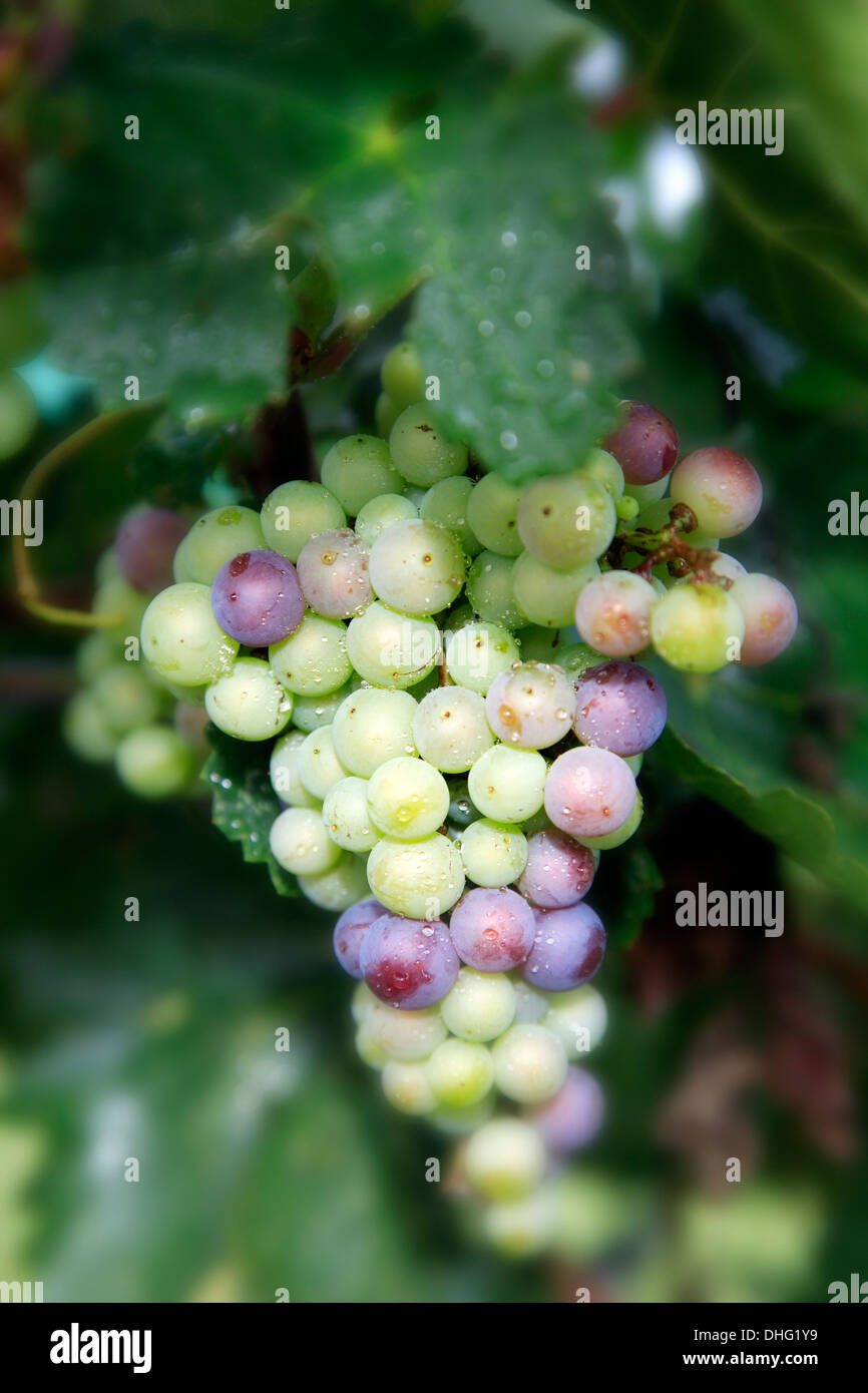 Grapes on the vine, Rio Grande Vineyards and Winery, Las Cruces, New ...