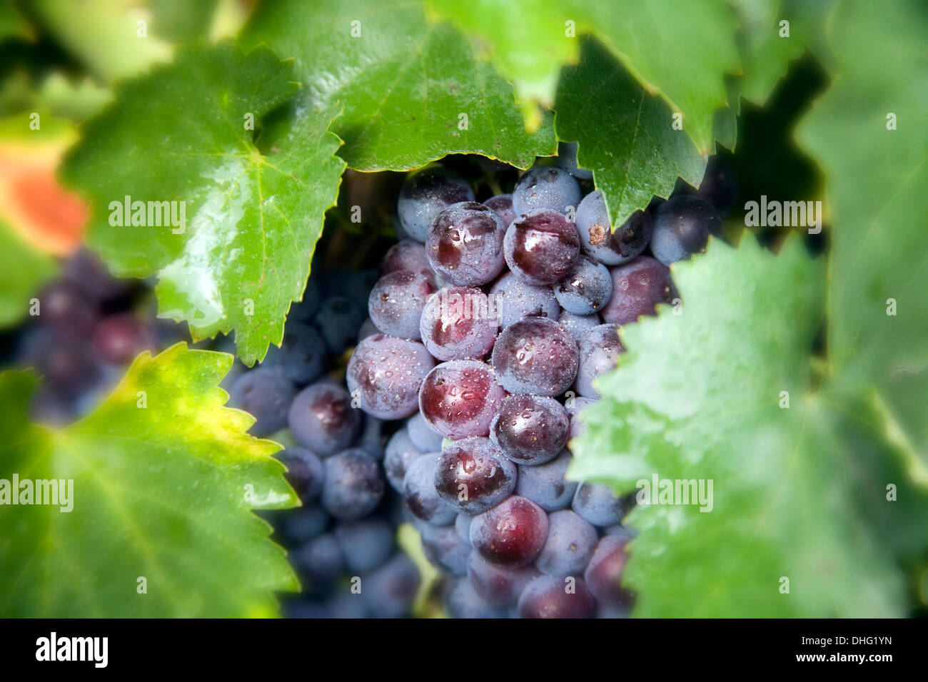 Grapes on the vine, Rio Grande Vineyards and Winery, Las Cruces, New ...