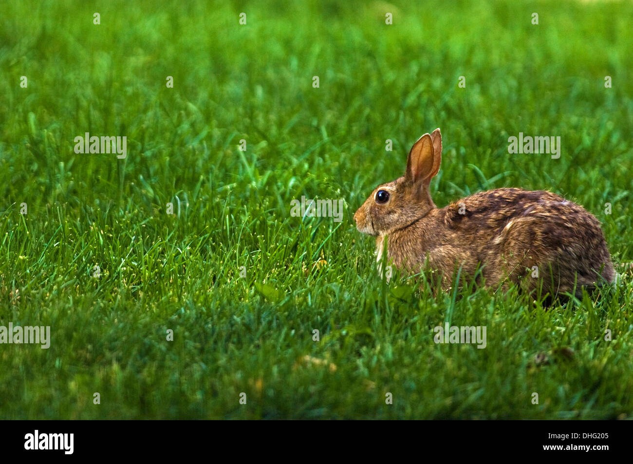 Rabbit laying down hi-res stock photography and images - Alamy