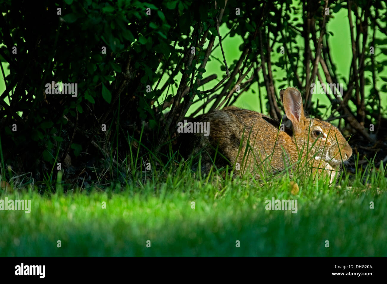 Rabbit laying in grass hi-res stock photography and images - Alamy