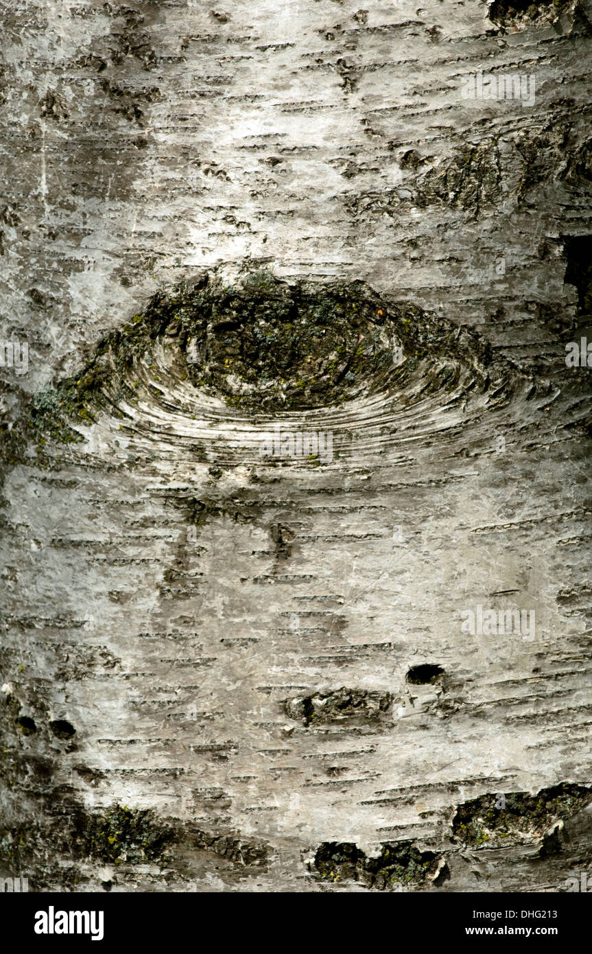 Eye tree bark trunk hi-res stock photography and images - Alamy
